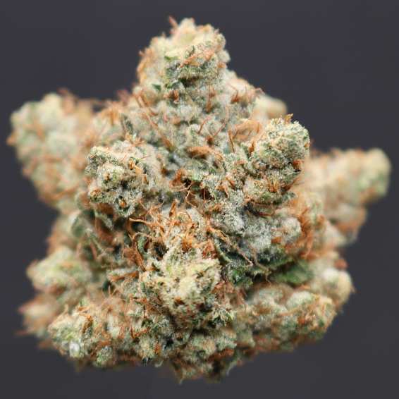 Indica